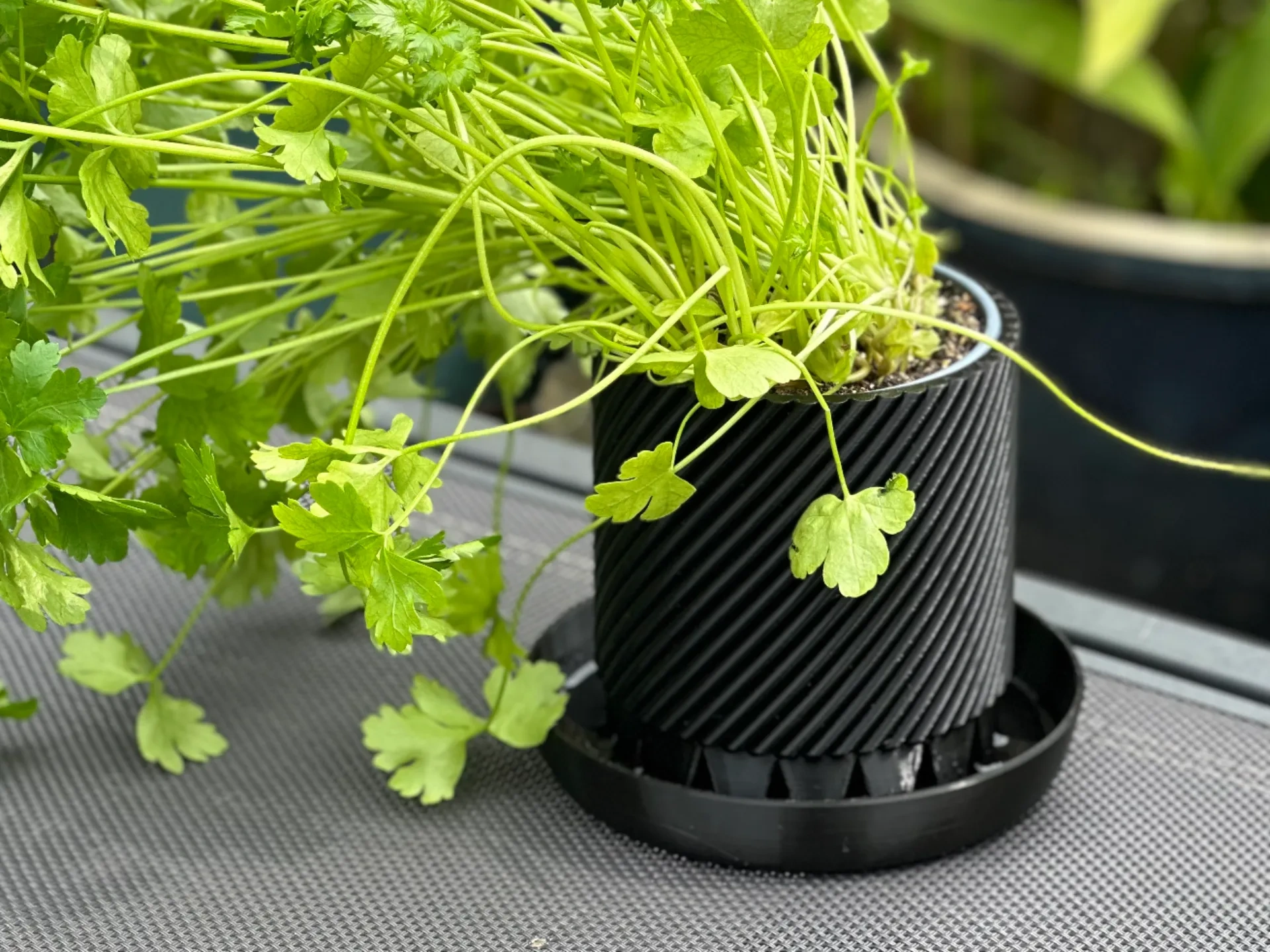 Plant pot with integrated water drainage 来自 Sander - MakerWorld