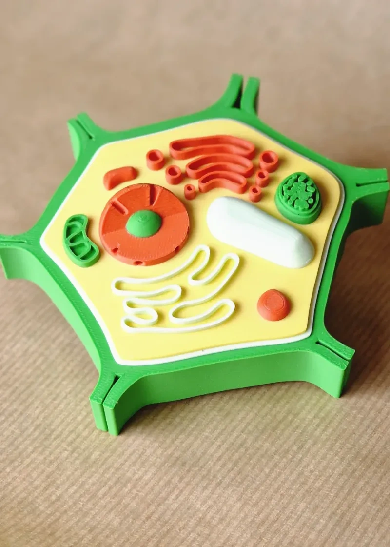 植物细胞 - 免费 3D 打印模型 - MakerWorld