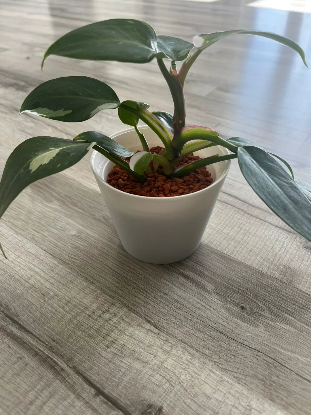 Simply Plant Pot 100mm / Blumentopf 来自 mrsretronintendo - MakerWorld