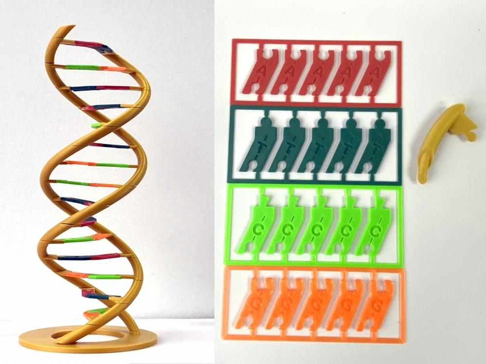 DNA积木 DNA blocks 来自 Mesher - MakerWorld