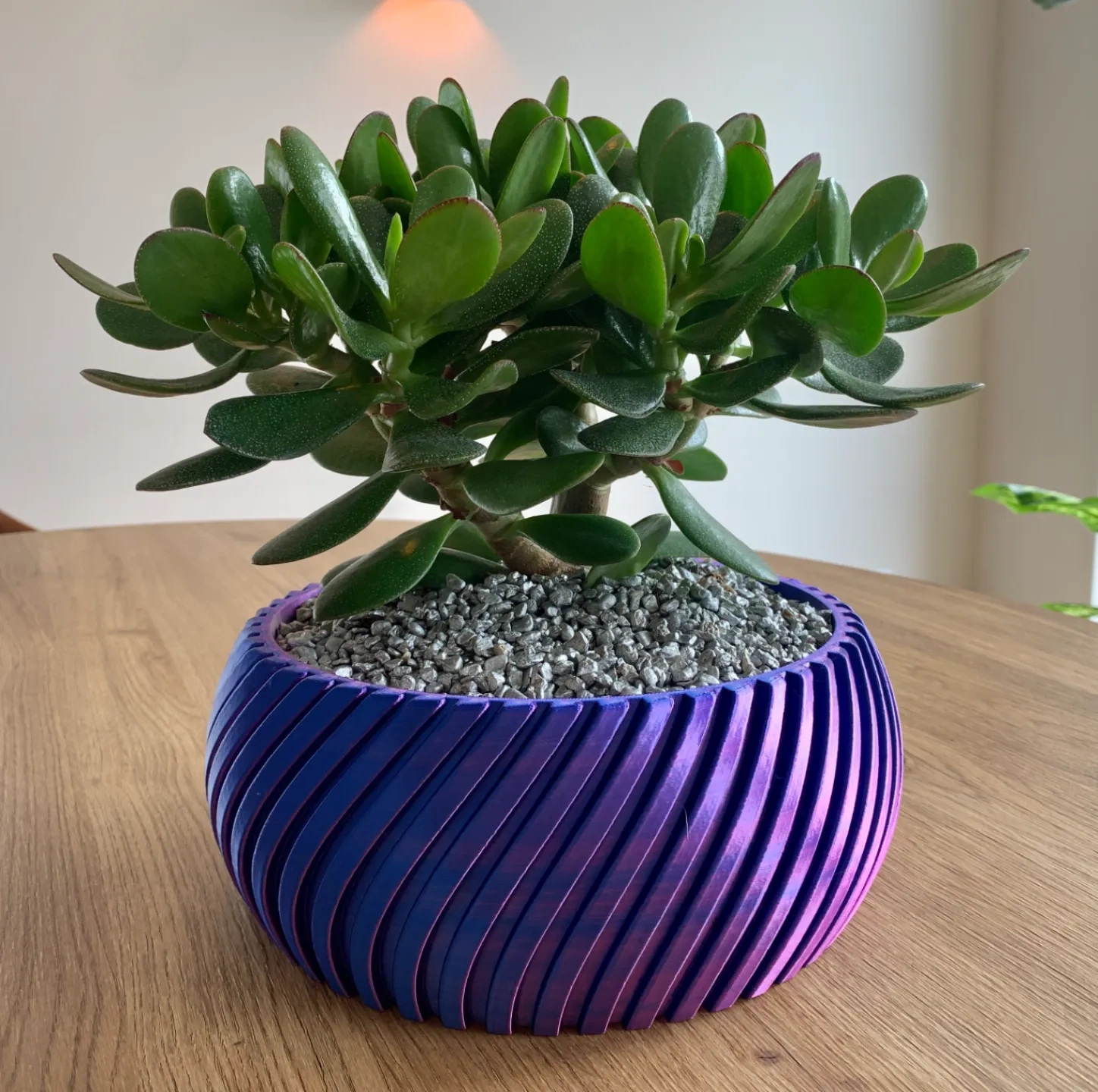 植物螺旋盆栽（低矮款） 来自 Boudewijn Plomp - MakerWorld