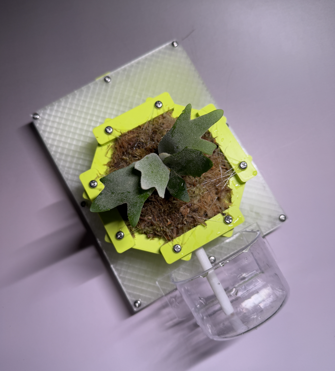 鹿角蕨上板八角笼（上层板） 来自 Fred_Luo - MakerWorld