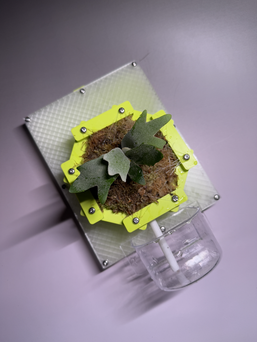 鹿角蕨上板八角笼（下层板） 来自 Fred_Luo - MakerWorld