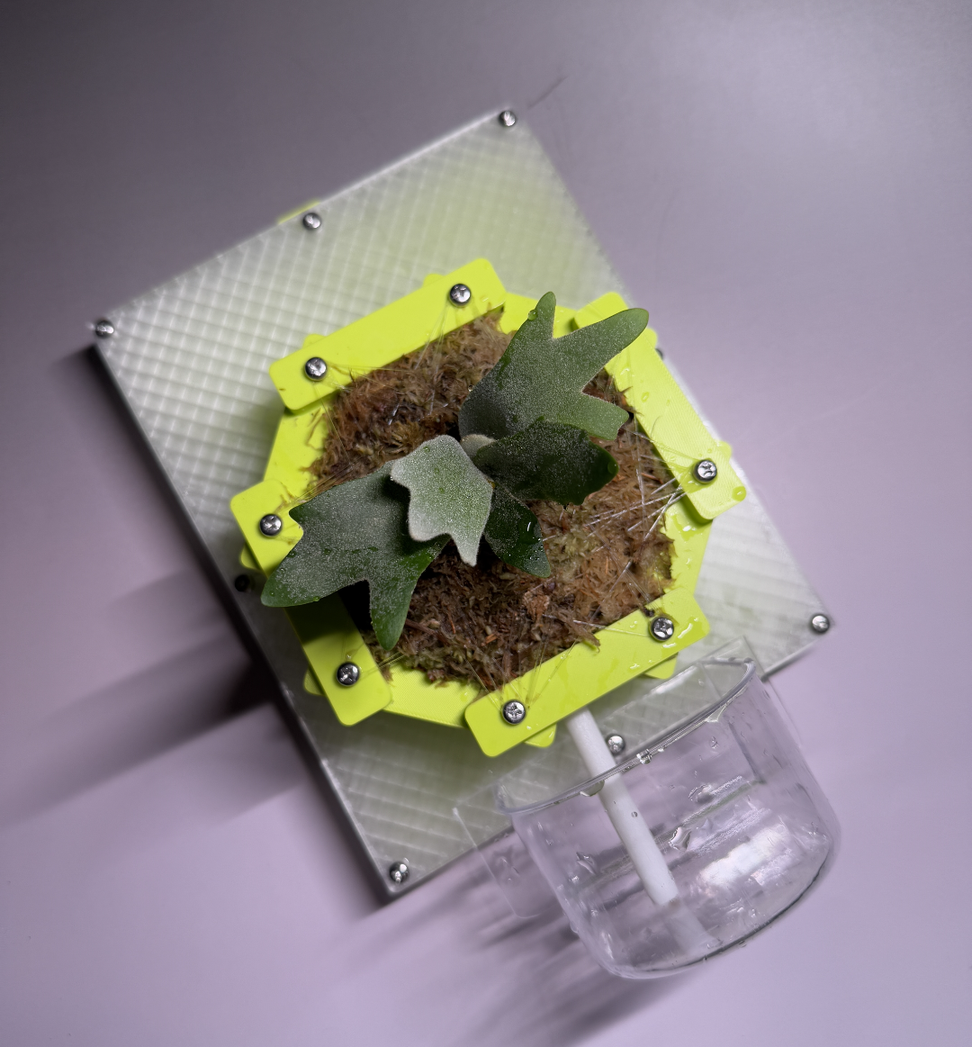 鹿角蕨上板八角笼（边条） 来自 Fred_Luo - MakerWorld