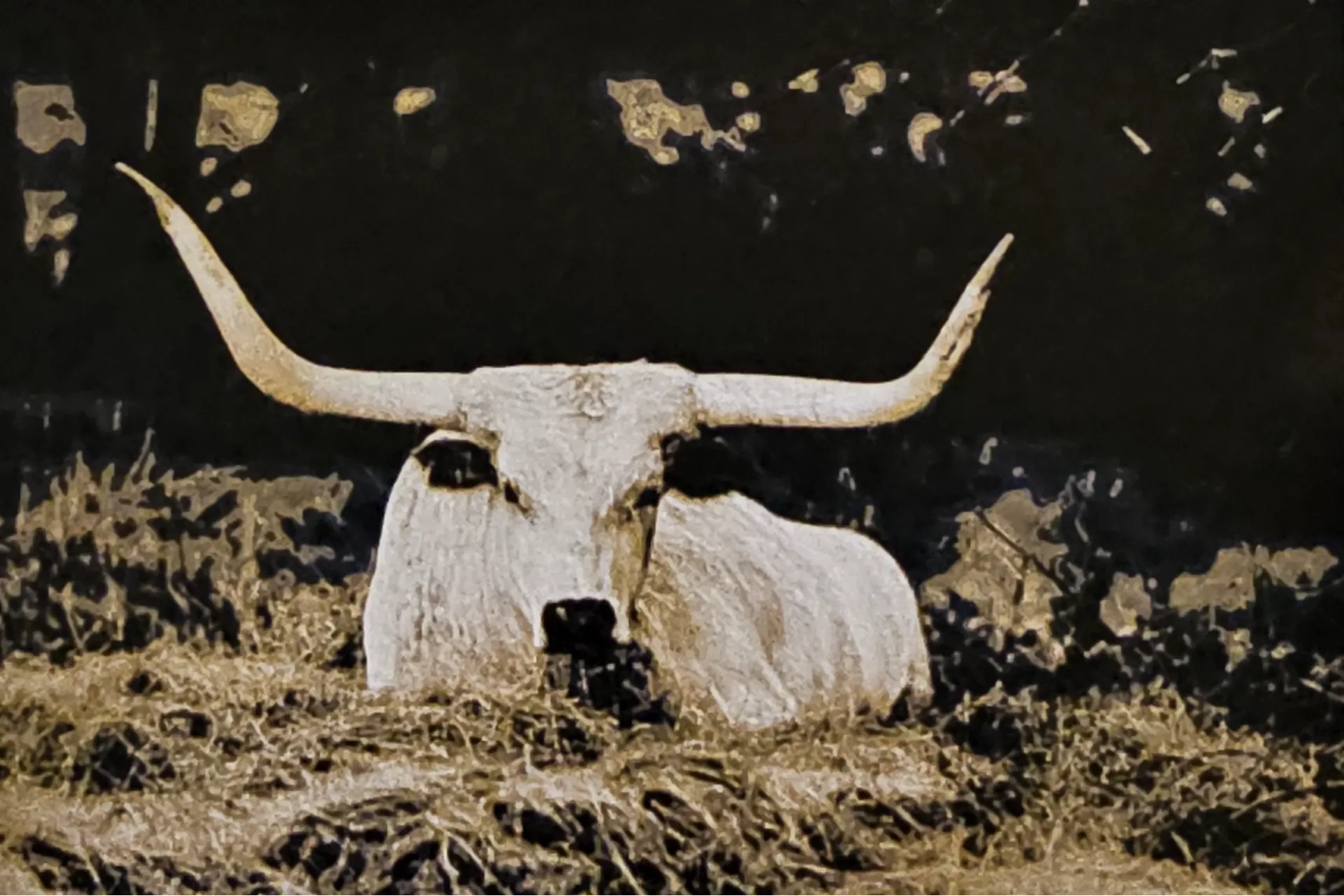 Texas Longhorn HueForge 来自 Chonies - MakerWorld