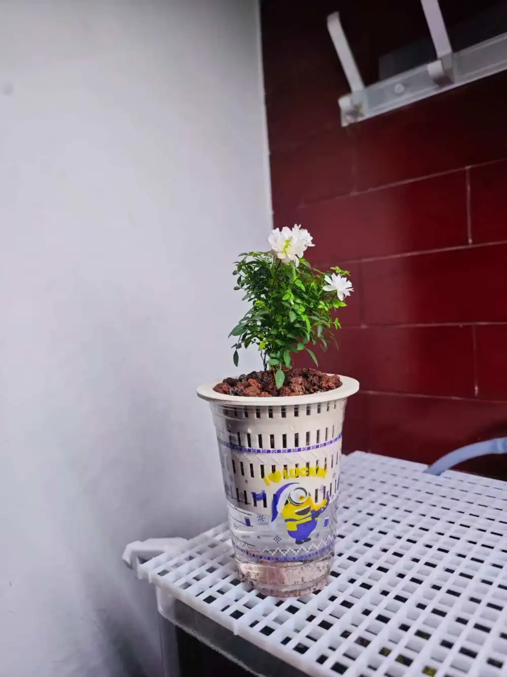 定植篮，用于瑞幸美式 - 免费 3D 打印模型 - MakerWorld