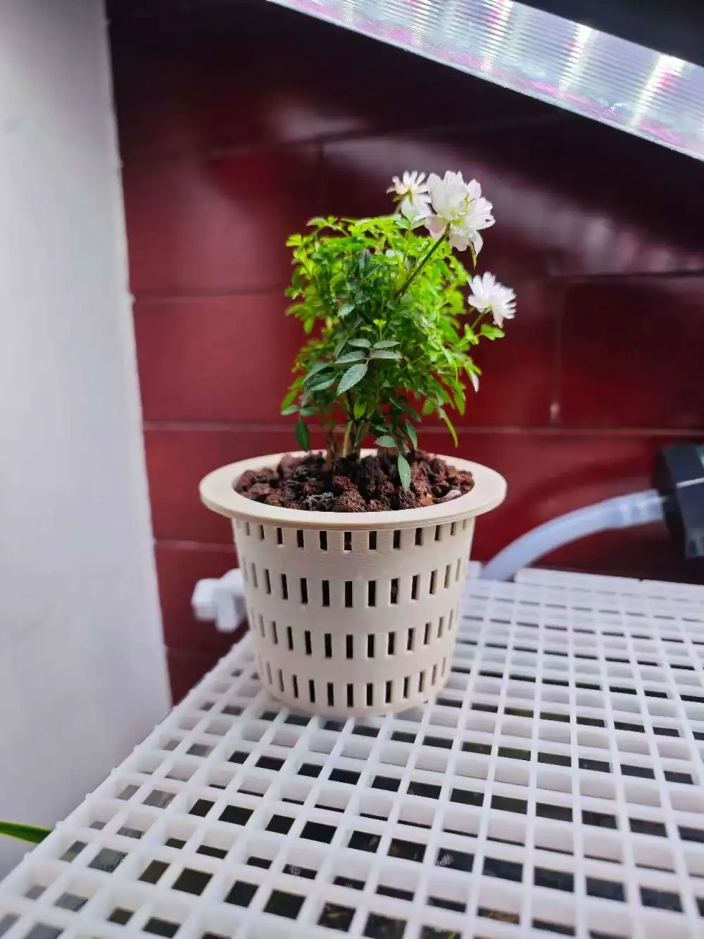 定植篮，用于瑞幸美式 - 免费 3D 打印模型 - MakerWorld