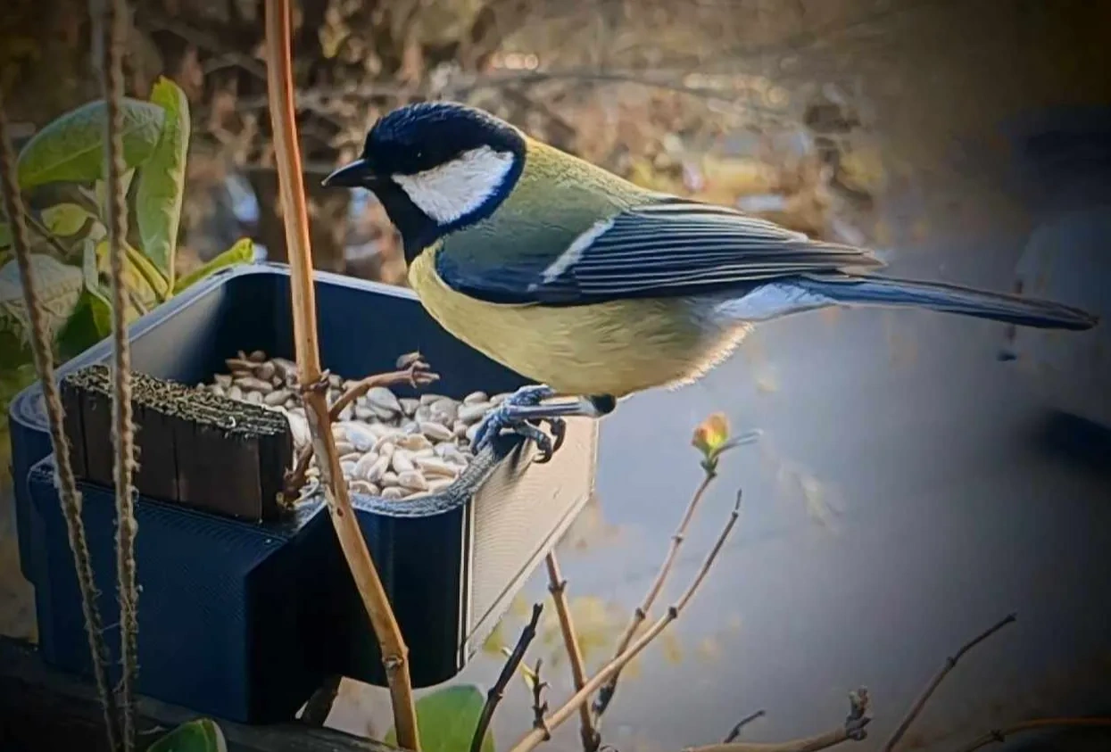 Little Feeder for birds 来自 Metii - MakerWorld