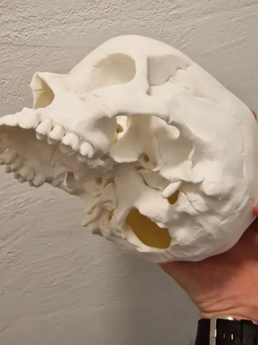 人类颅骨，解剖学上正确 - 免费 3D 打印模型 - MakerWorld