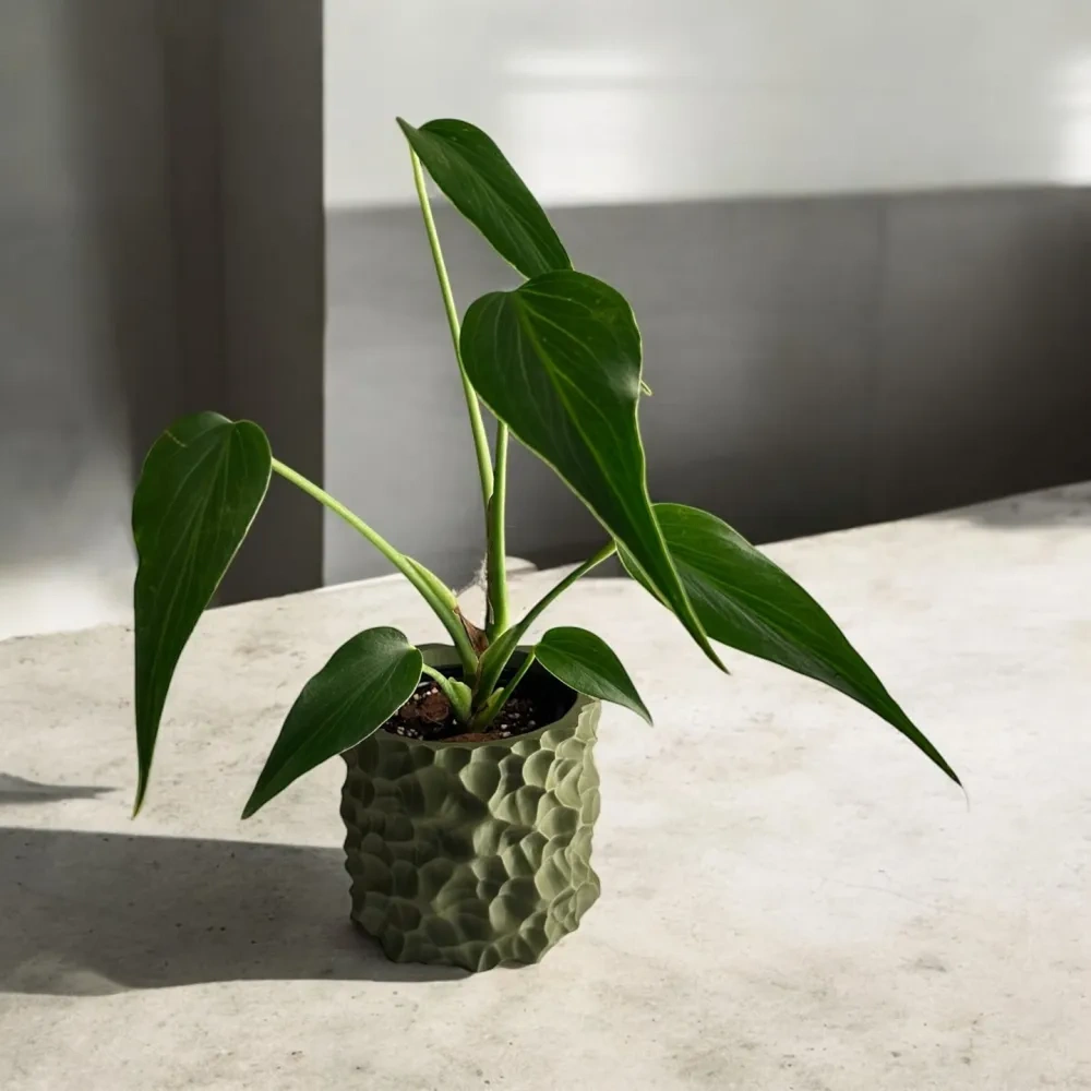 植物盆栽“Mirko” 来自 TreeD-prints - MakerWorld