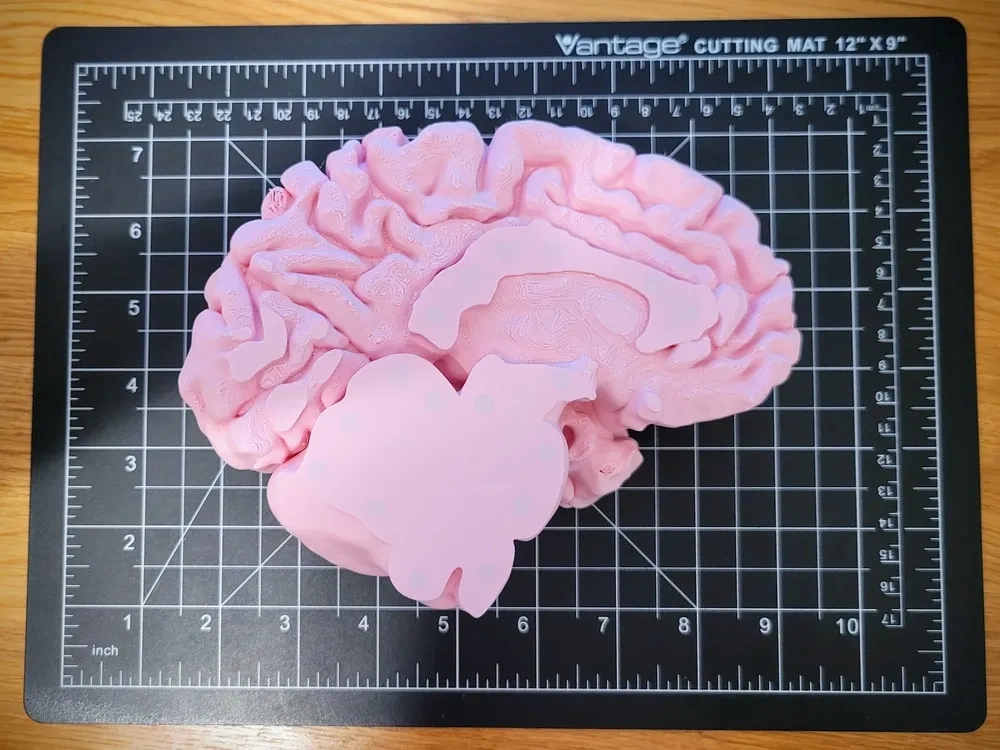 全尺寸人脑 来自 Julia Ebert - MakerWorld