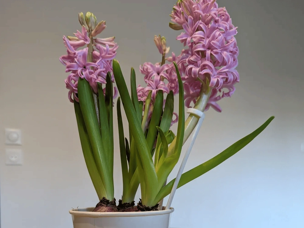 植物支撑 来自 Alexis_ - MakerWorld