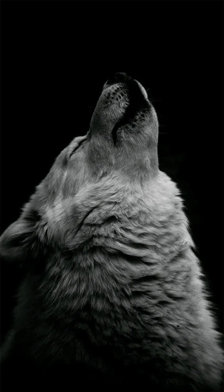 Hueforge - 嚎叫的狼 来自 Anniiluff - MakerWorld