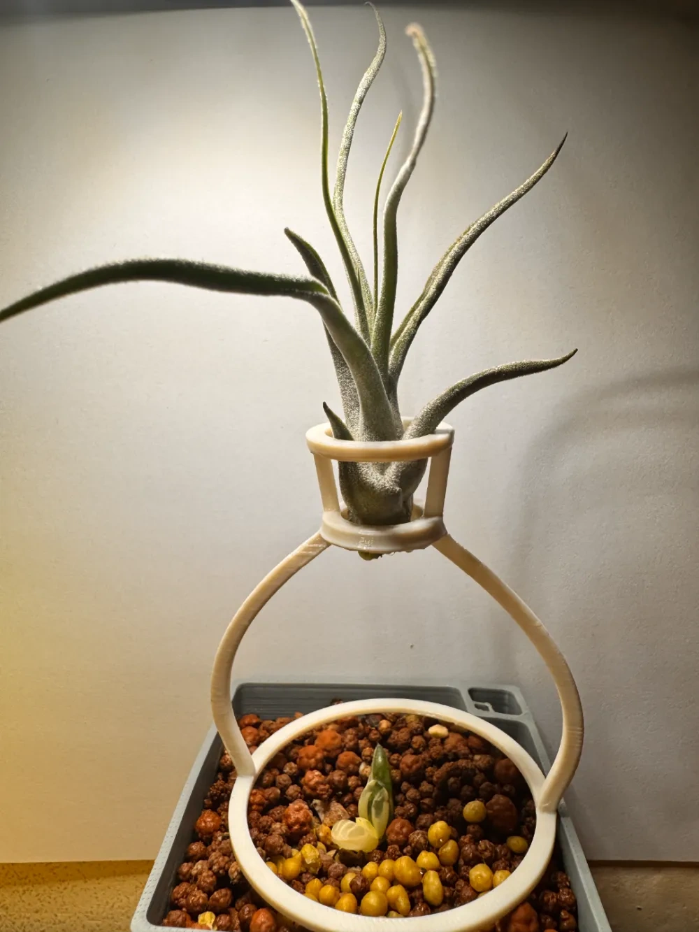 R3D tillandsia air plant 空气凤梨 海豚 来自 wowzhuang - MakerWorld