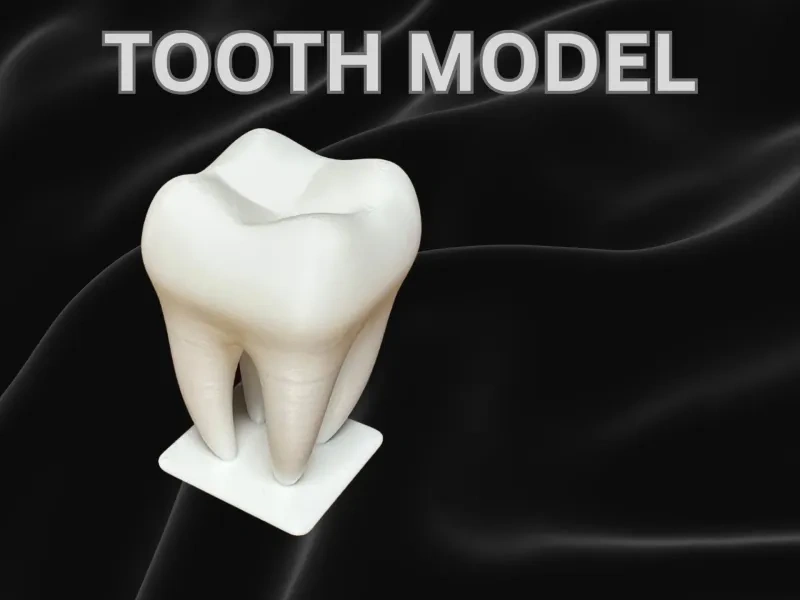 人体牙齿模型 来自 ITSFLUO MakerWorld：免费下载 3D 模型