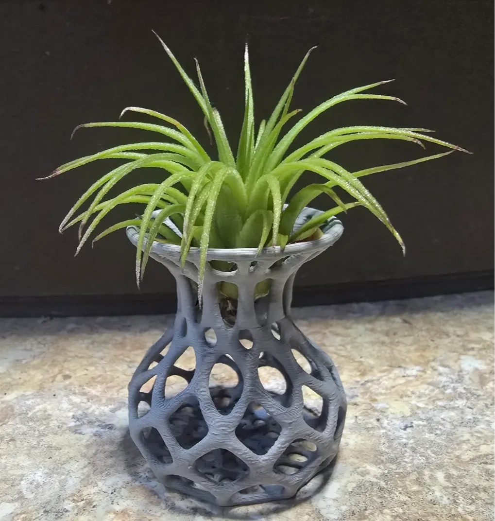 空气凤梨种植器 来自 Echo Forms - MakerWorld