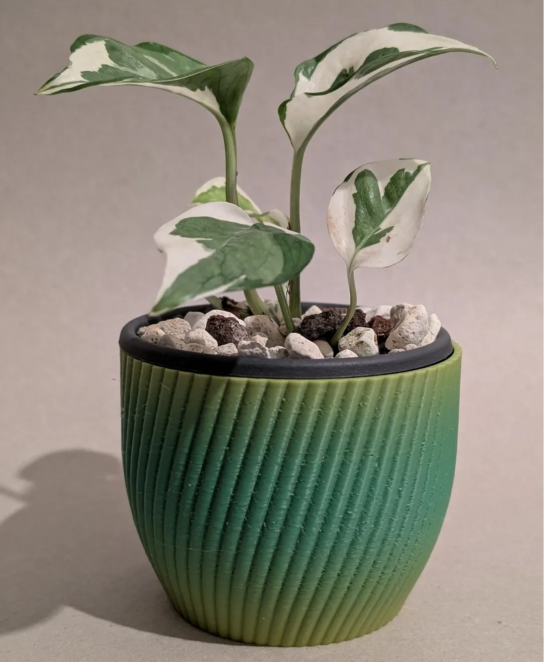 100mm x 80mm 多肉植物盆栽 来自 systeck - MakerWorld