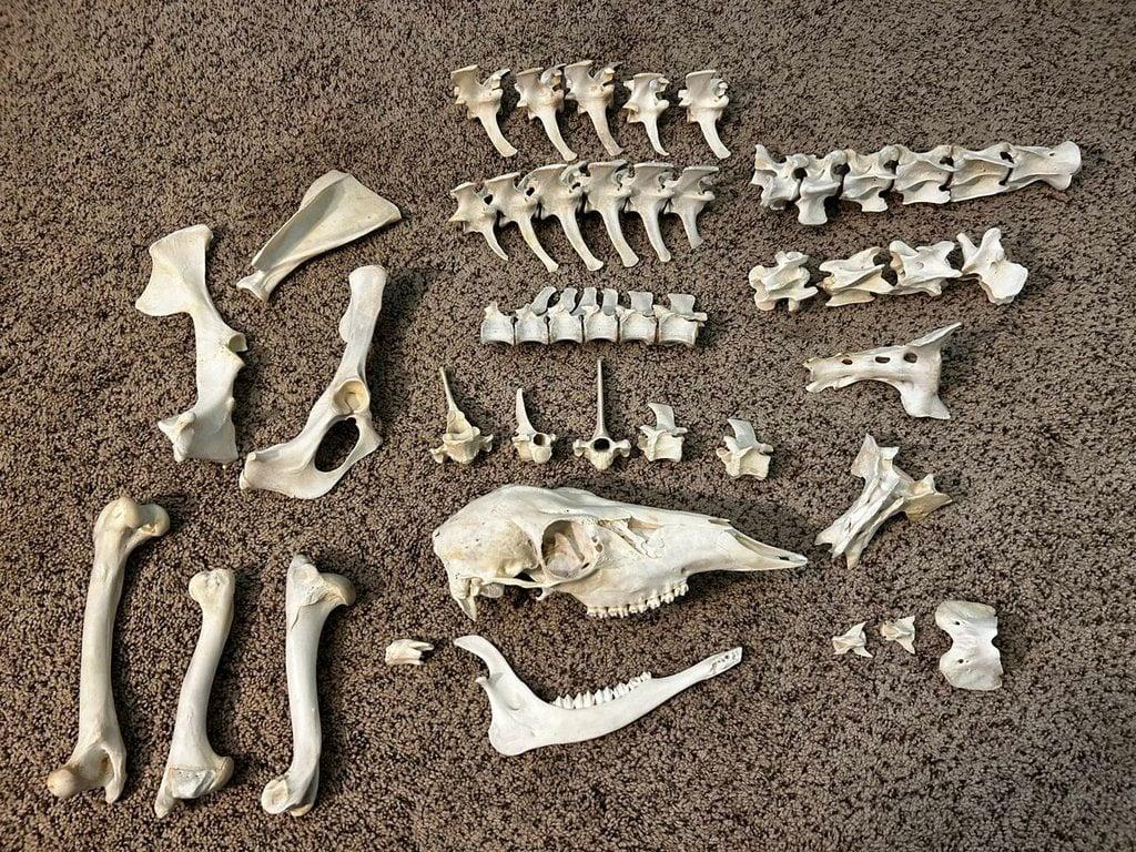 鹿骨骼，白尾鹿 1/3 来自 Timberlake Creations MakerWorld：免费下载 3D 模型