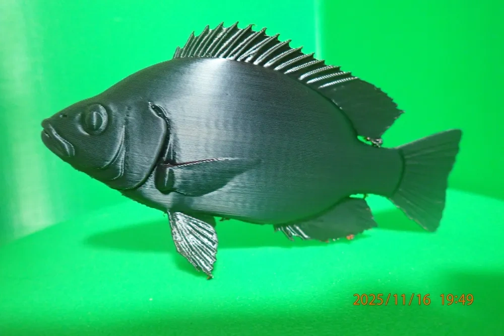 尼罗罗非鱼 (尼罗口孵非鲫) 来自 PortMatt MakerWorld：免费下载 3D 模型