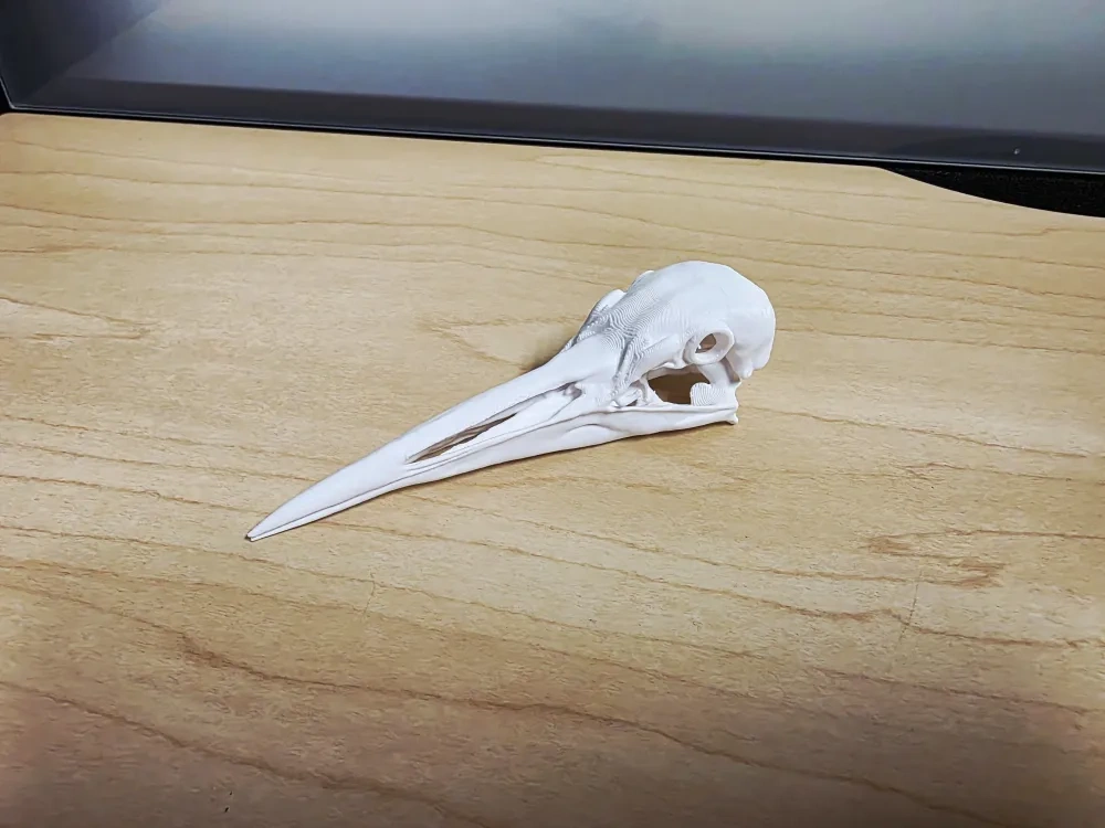 沙丘鹤头骨 来自 DTM247 MakerWorld：免费下载 3D 模型